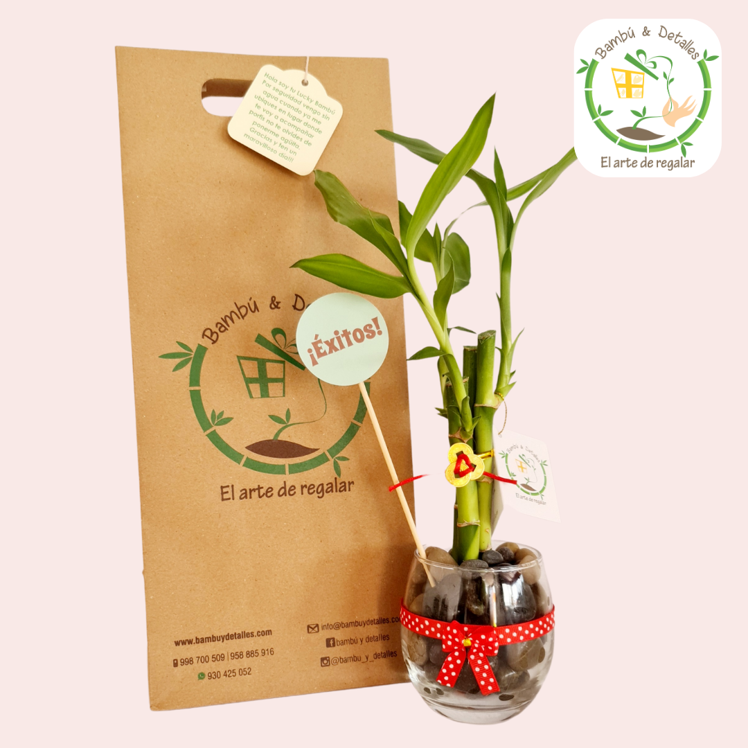 Bambú y Detalles